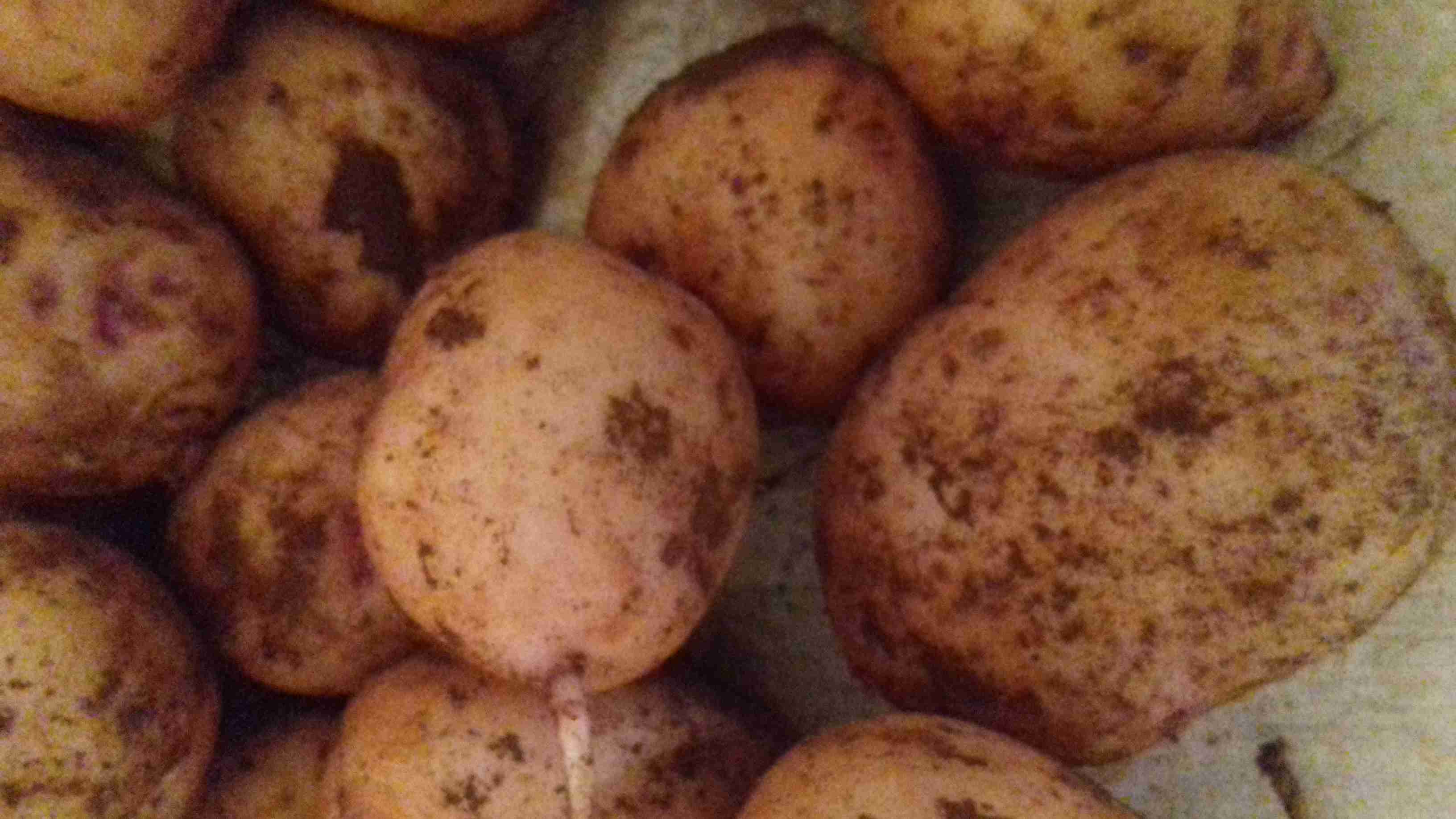 Dry Maize » Ksh2,800.00 per 90 Kg Bag » Cereals for sale in Musanda ...