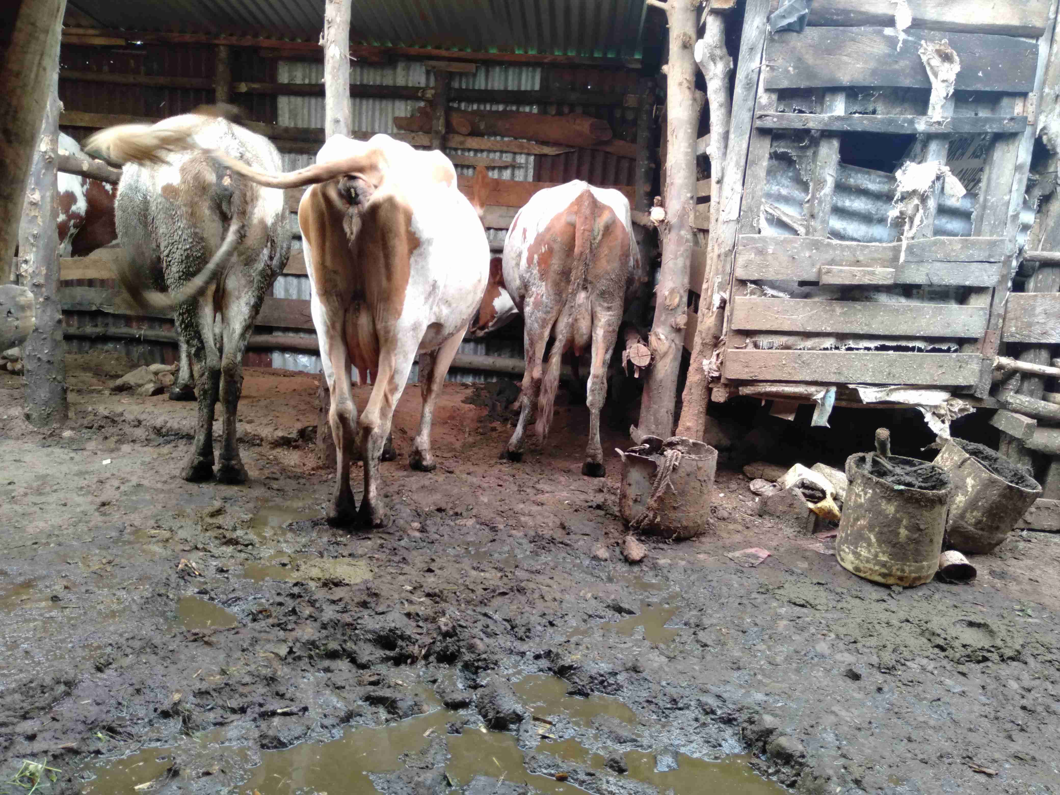 Cow » Ksh150,000.00 per all » Diary for sale in Kakamega » Lawrence ...