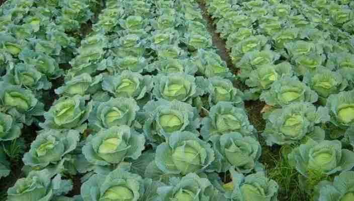 Cabbage » Ksh30.00 per cabbage » Vegetables for sale in kitale » Denis ...
