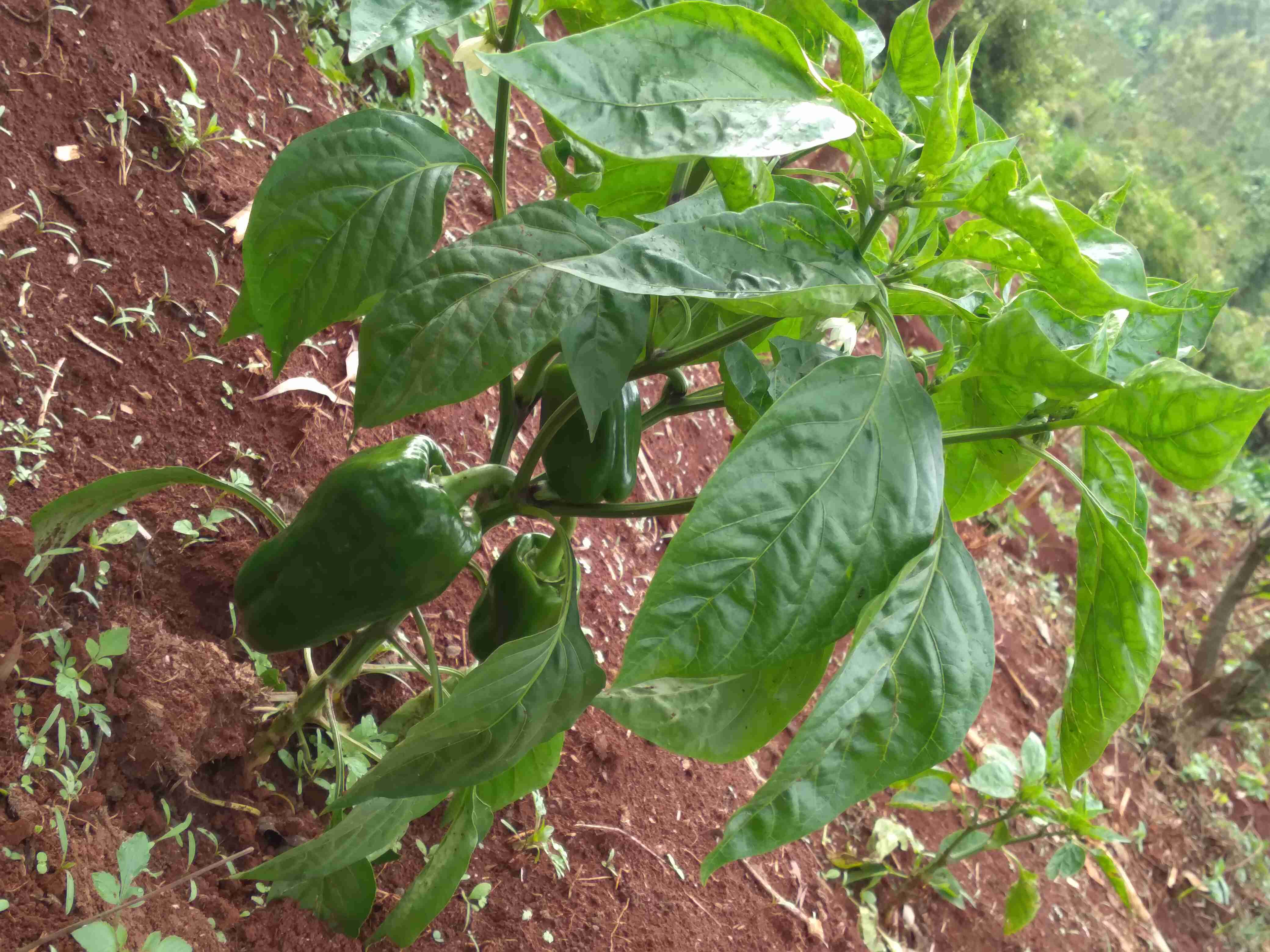 Capsicum » Ksh10.00 per piece » Vegetables for sale in Githunguri ...
