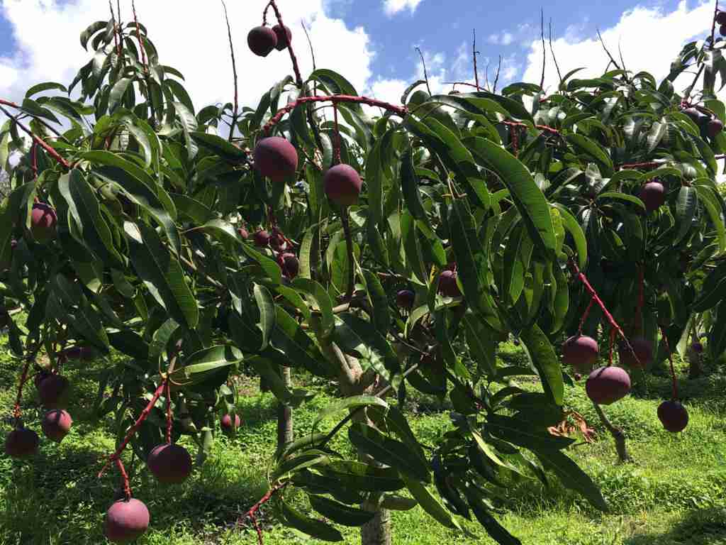 Apple Mangoes » Ksh20.00 per piece » Fruits for sale in machakos ...