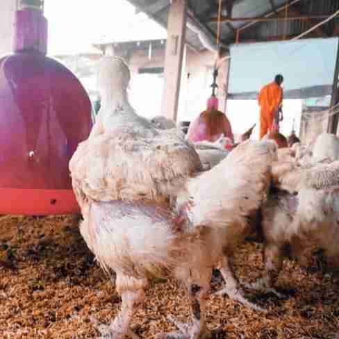 Ready Broilers » Ksh500.00 per Each » Livestock for sale in Athiriver ...