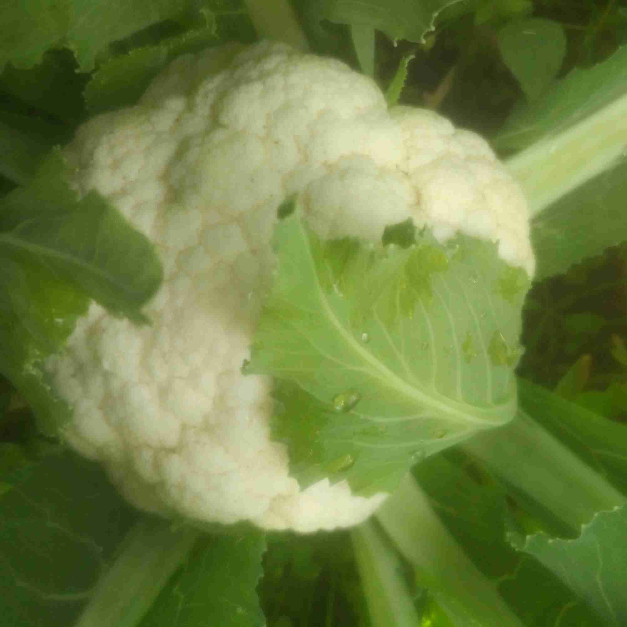 Cauliflower » Ksh0.00 per 50ksh » Vegetables for sale in Kinangop ...
